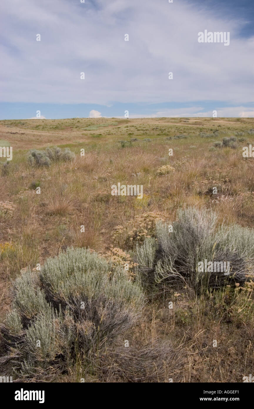 Sagebrush plant high desert hi-res stock photography and images - Alamy