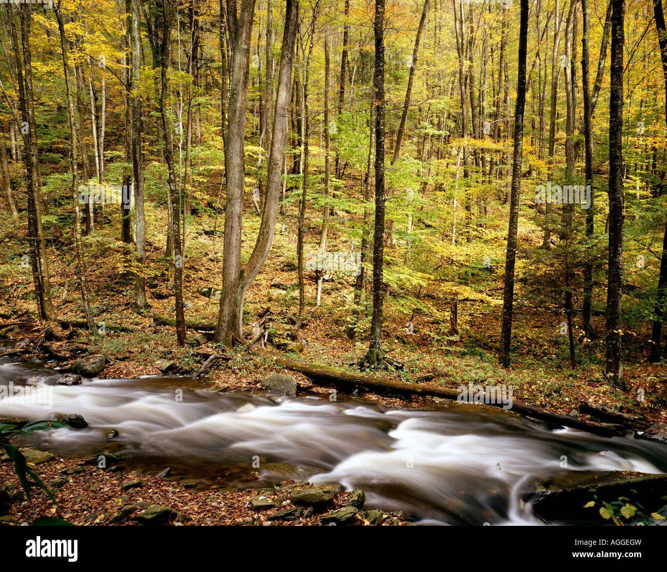Kitchen Creek At Ricketts Glen State Park 13,050 Acres, Luzerne County ...
