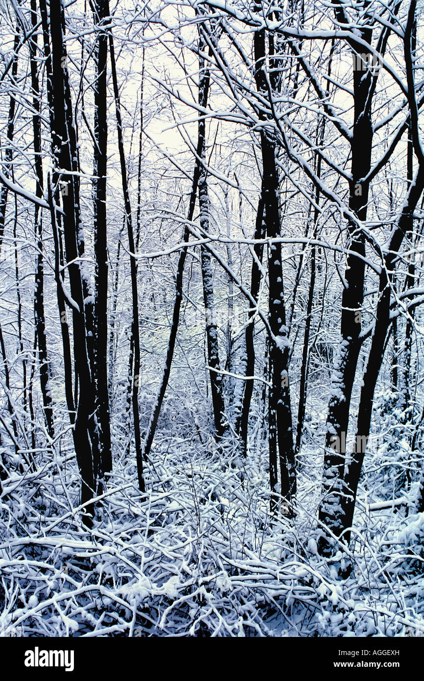 Snowfall in forest Washington State USA Stock Photo - Alamy