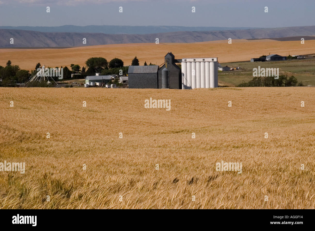 Maturing wheat in northeast Oregon dryland farming region Stock Photo ...