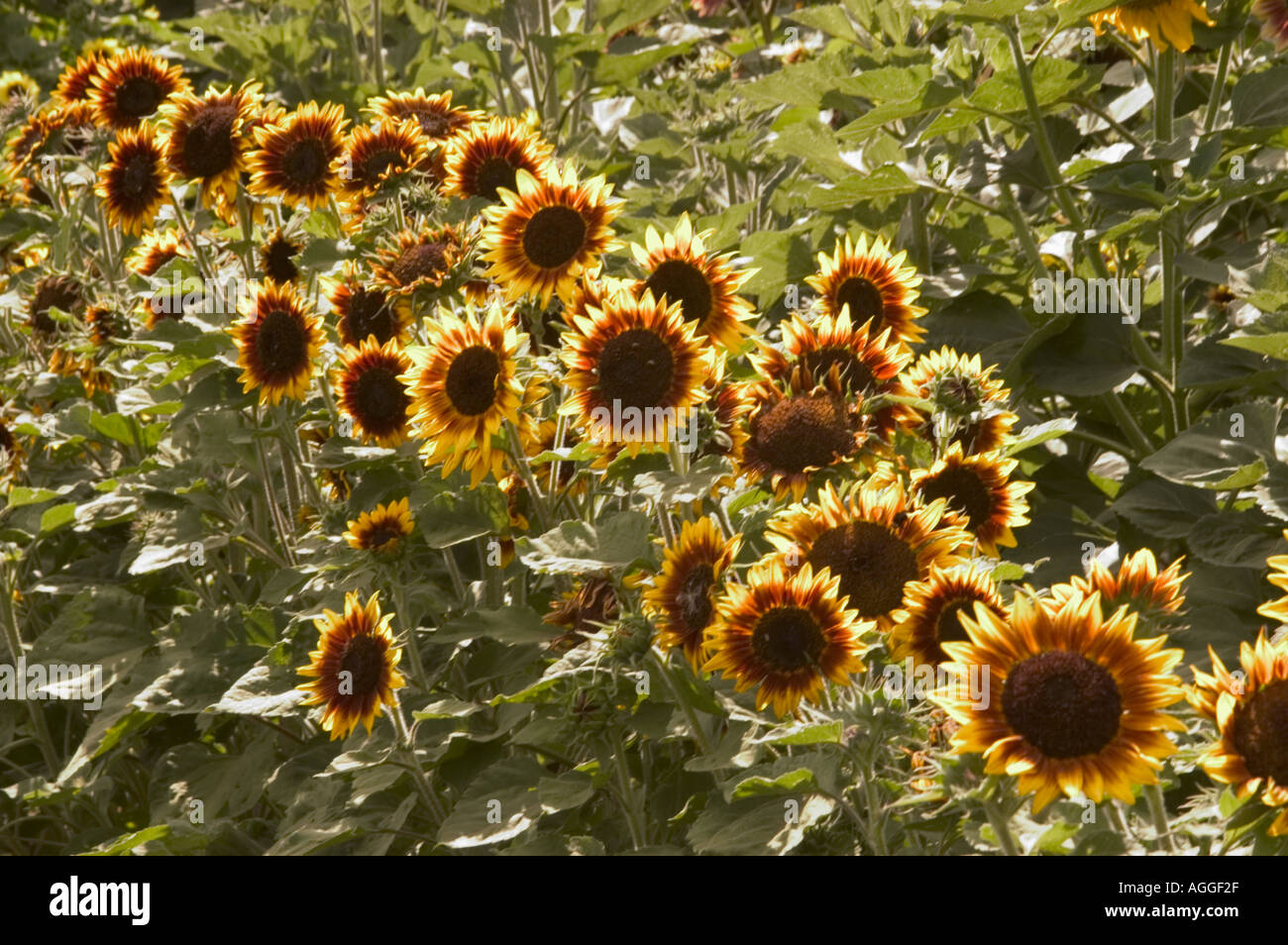 Sunflower plot in the Snohomish Valley of western Washington Stock ...