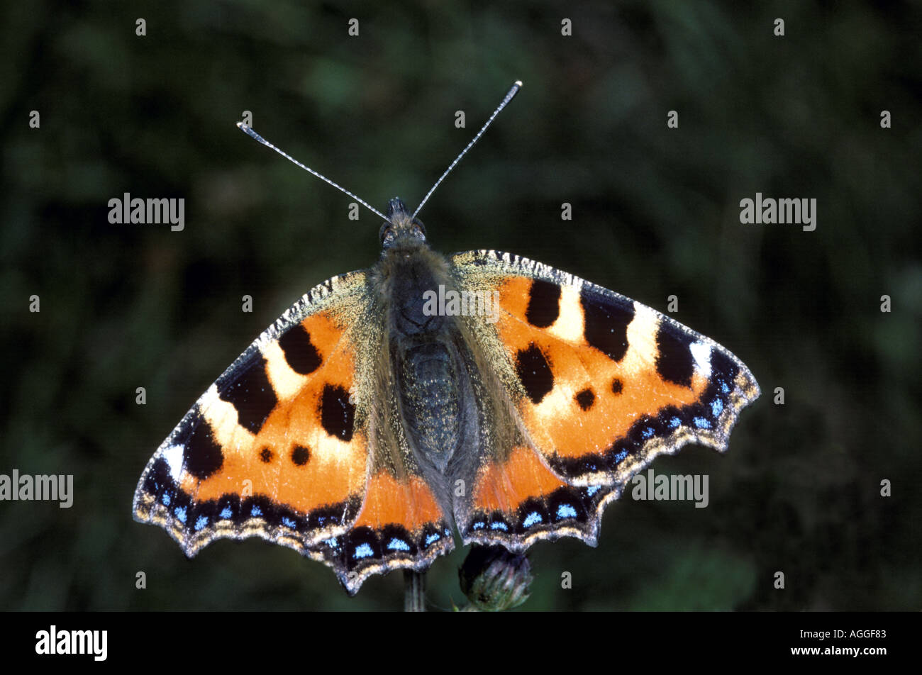 Small Tortoiseshell butterfly Aglais urticae Stock Photo - Alamy