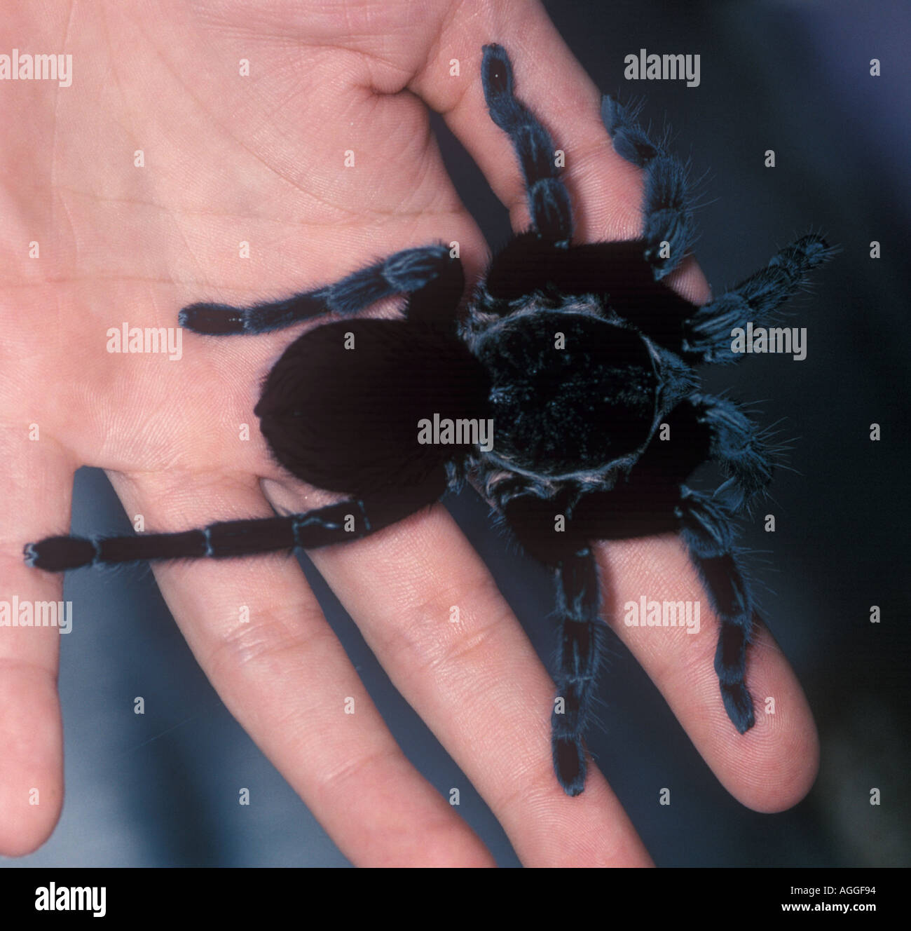 Than rump hi-res stock photography and images - Alamy