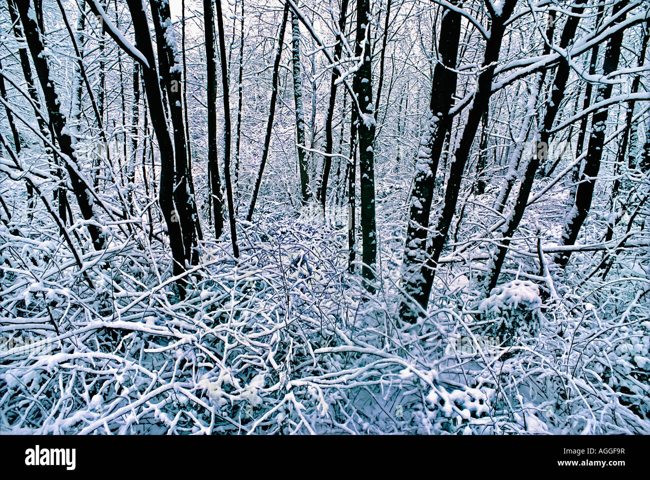snowfall in forest Washington State USA Stock Photo - Alamy
