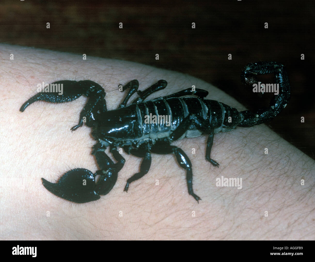 Pandinus imperator hi-res stock photography and images - Alamy