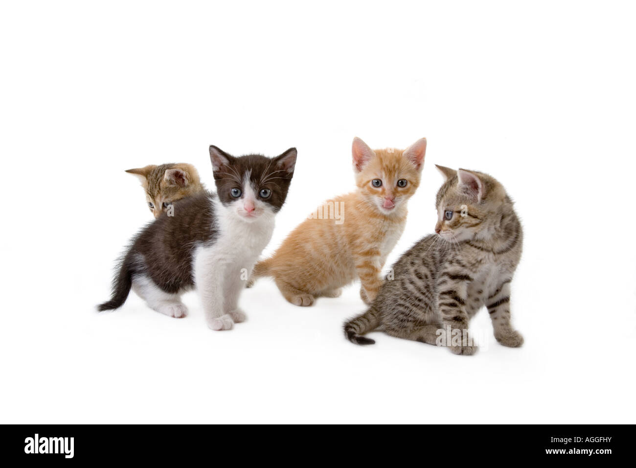 four kittens sits on the floor isolated Stock Photo - Alamy