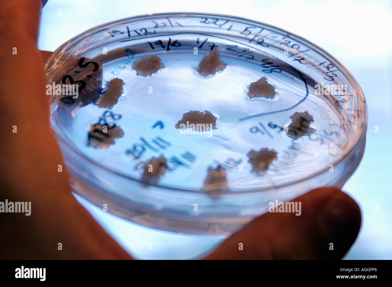 Researcher analyzing / analysing samples containing genetically ...