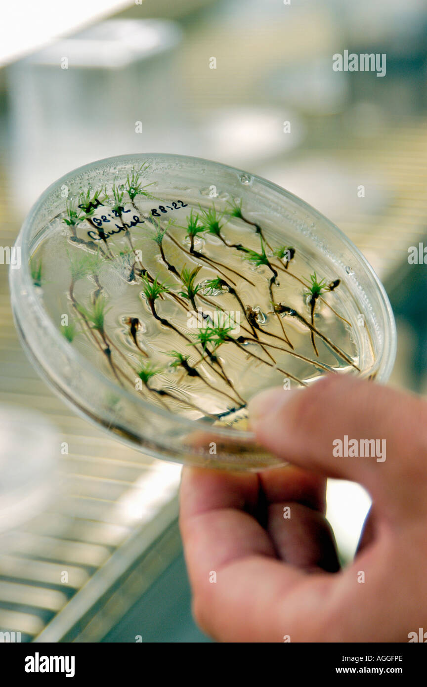 Researcher analyzing / analysing samples containing genetically ...