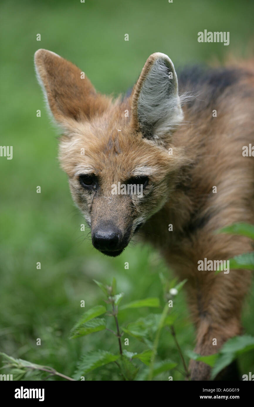 maned Wolf - Chrysocyon brachyurus Stock Photo - Alamy