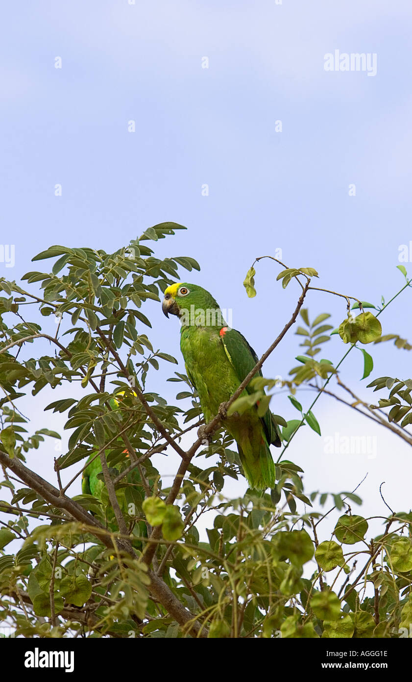 Amazona venezuela hi-res stock photography and images - Alamy
