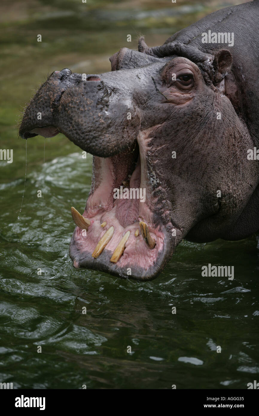 Hippo showing its teeth - Hippopotamus amphibius Stock Photo - Alamy