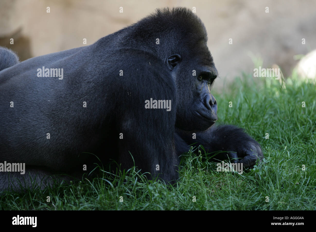 Gorilla back profile hi-res stock photography and images - Alamy