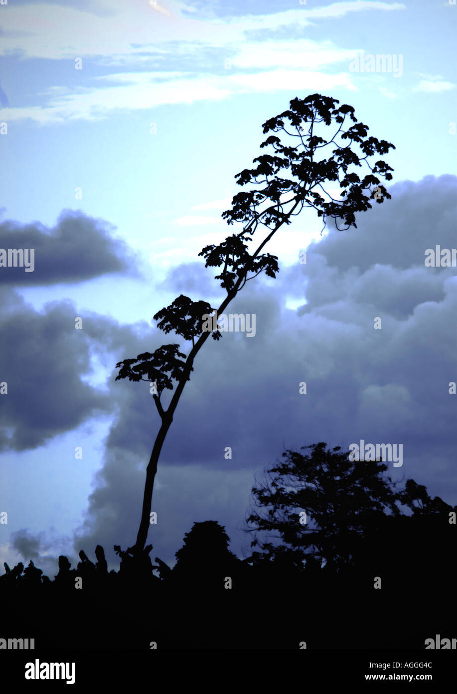 Cecropia tree peru hi-res stock photography and images - Alamy
