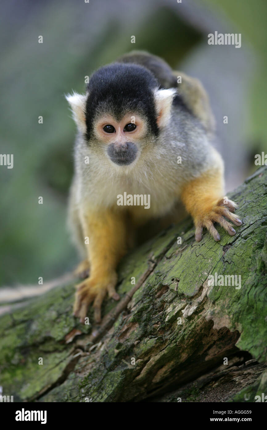 Golden squirrel monkey hi-res stock photography and images - Alamy