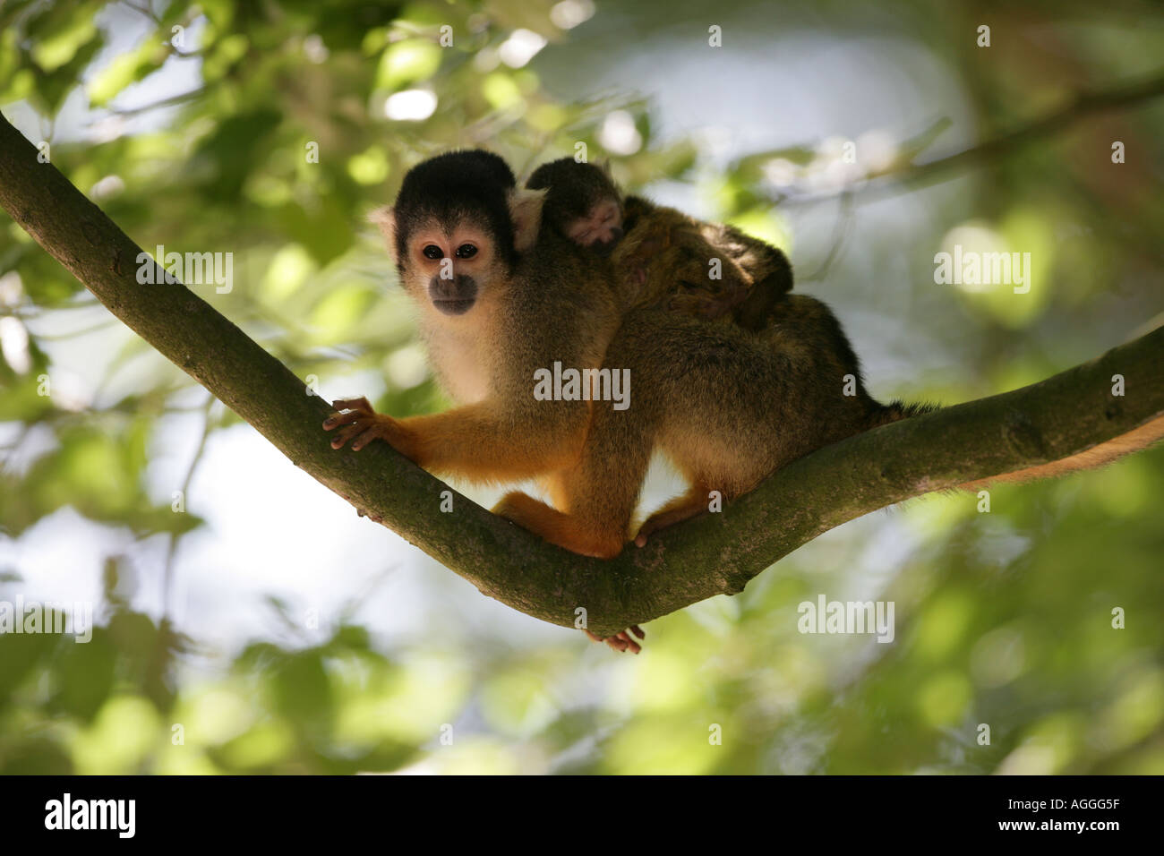 Saimiri sp hi-res stock photography and images - Alamy