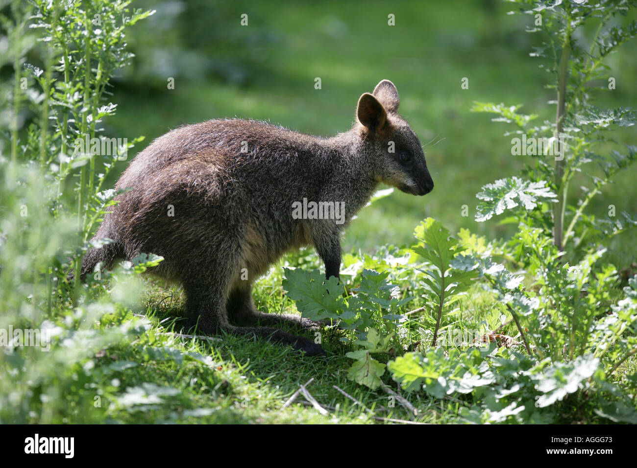 Swamp wallaby - Wallabie bicolore Stock Photo - Alamy