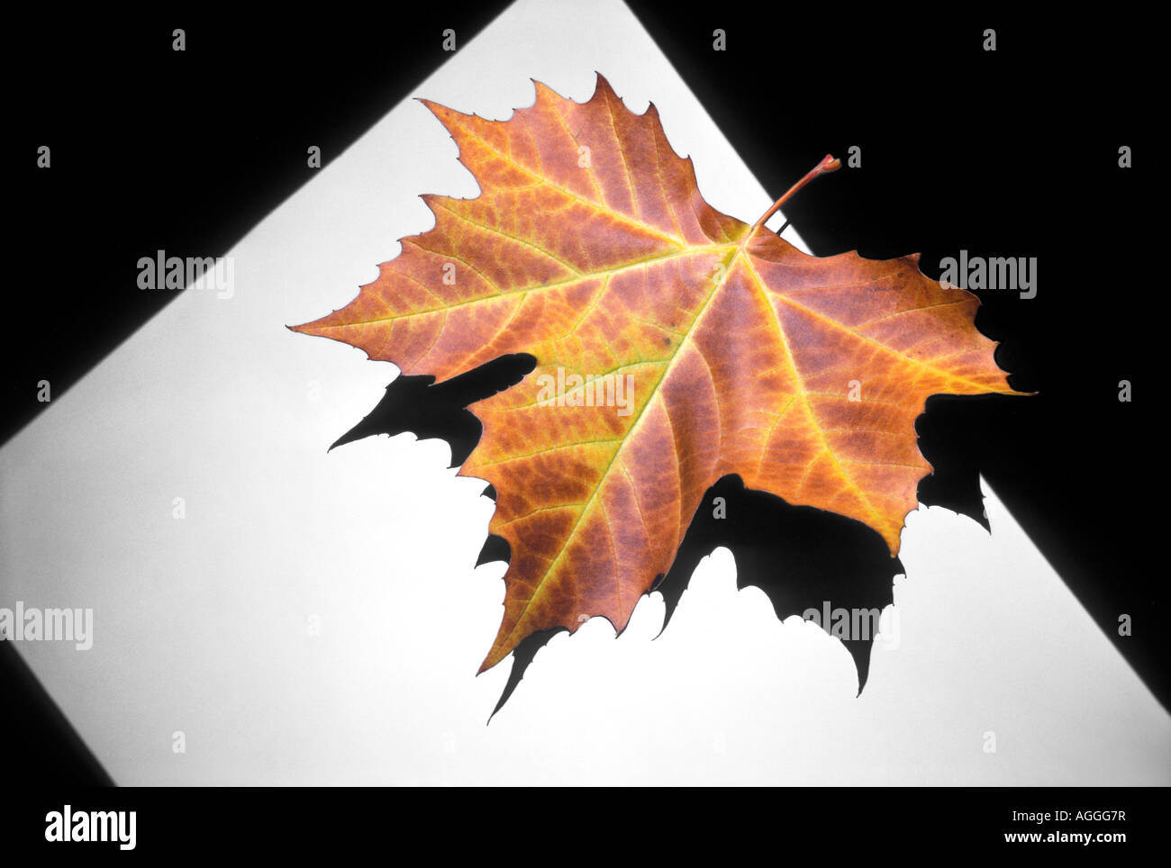 close up of autumn maple leaf Stock Photo - Alamy