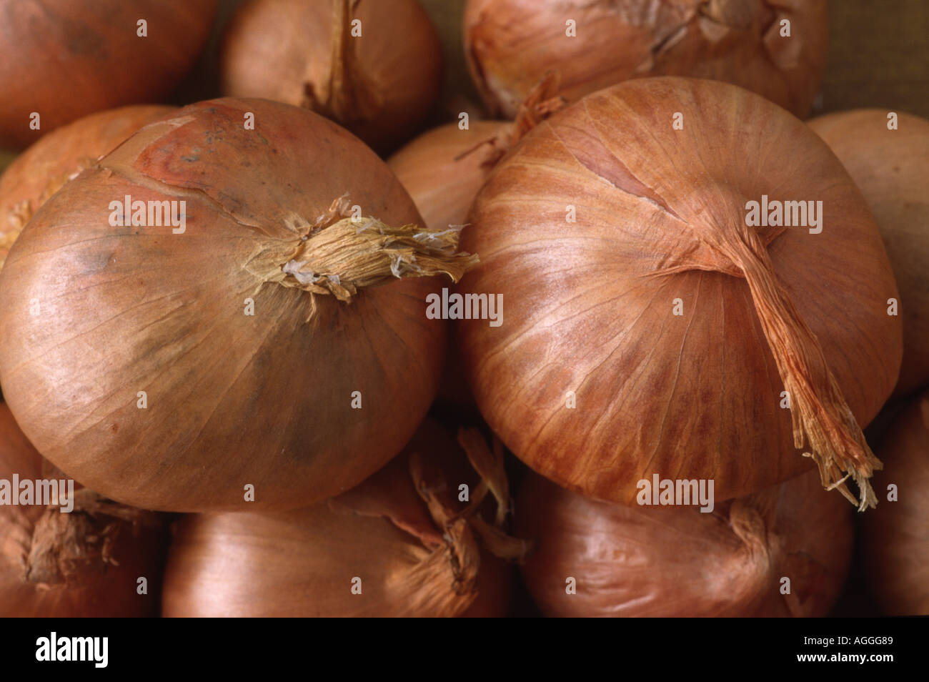 Allium cepa (Aggregatum group) 'Red Sun'. Shallot sets ready for ...