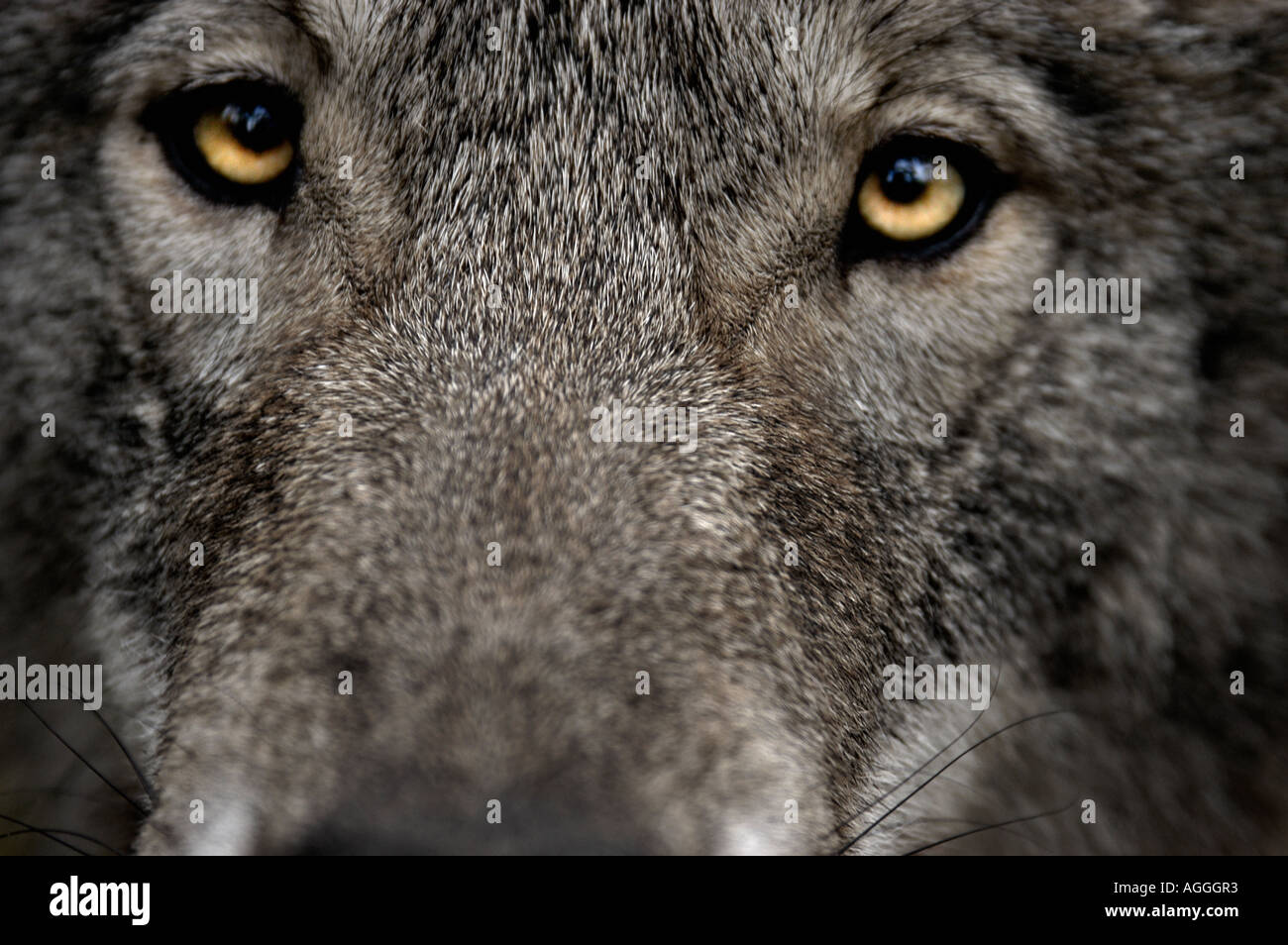 wolf in captivity, Kolmården Wildlife Park, Sweden Stock Photo - Alamy