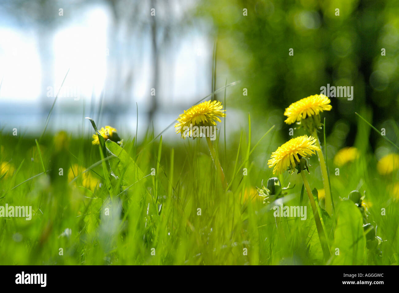 Dandelions in the grass hi-res stock photography and images - Alamy