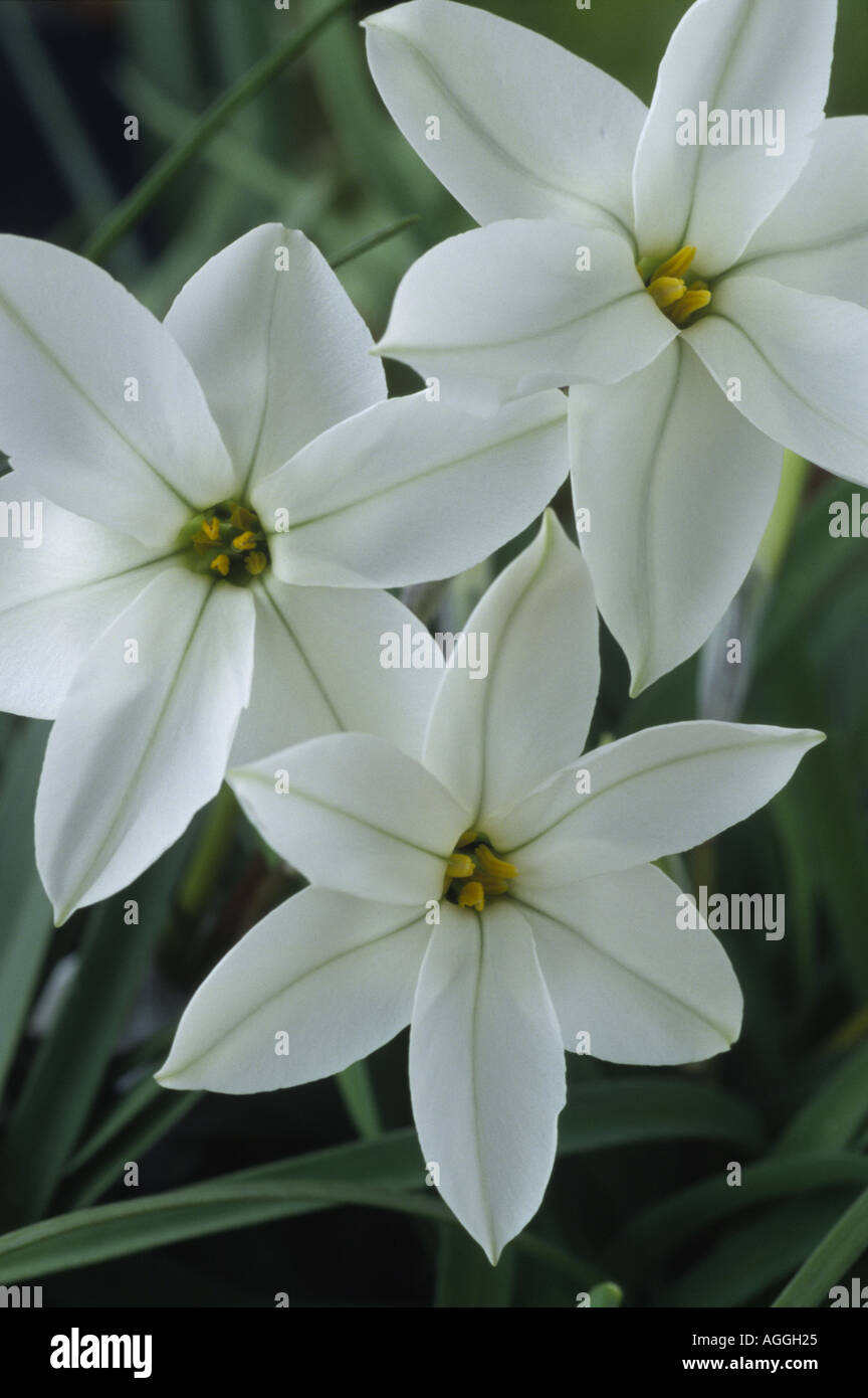 Ipheions hi-res stock photography and images - Alamy