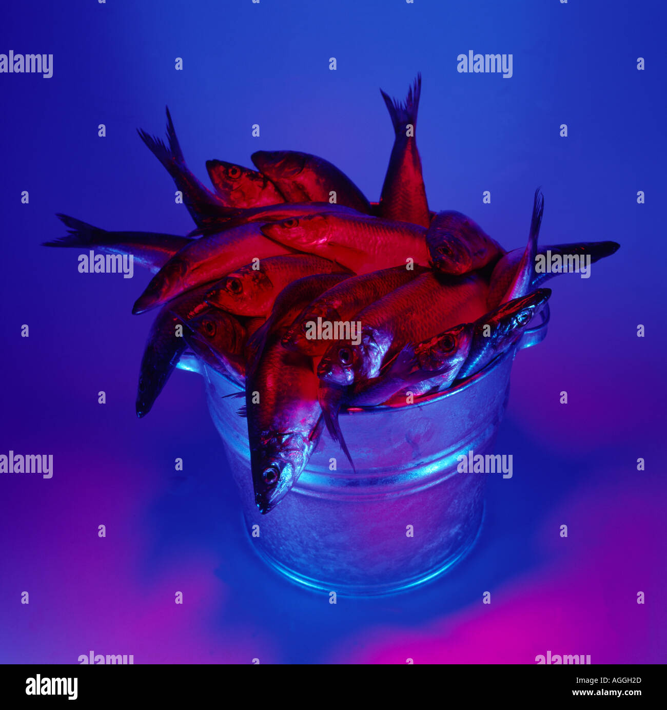 Red herrings in a bucket concept Stock Photo - Alamy