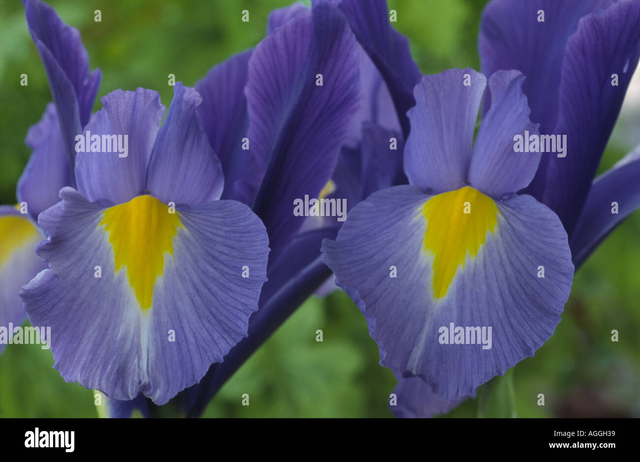 Iris 'Sapphire Beauty'. Dutch iris Stock Photo - Alamy