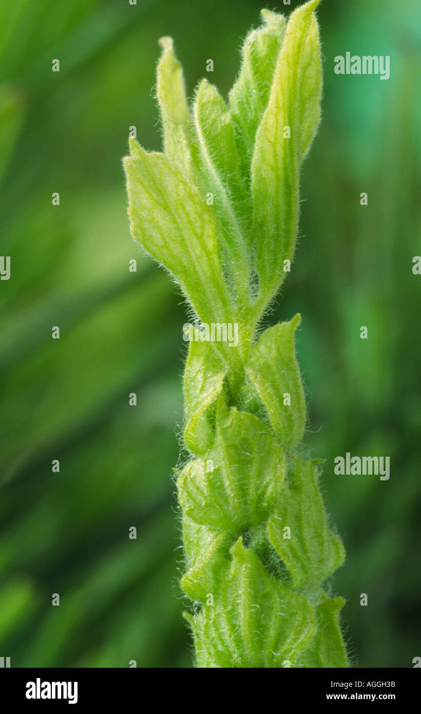 Green lavender lavandula viridis hi-res stock photography and images ...