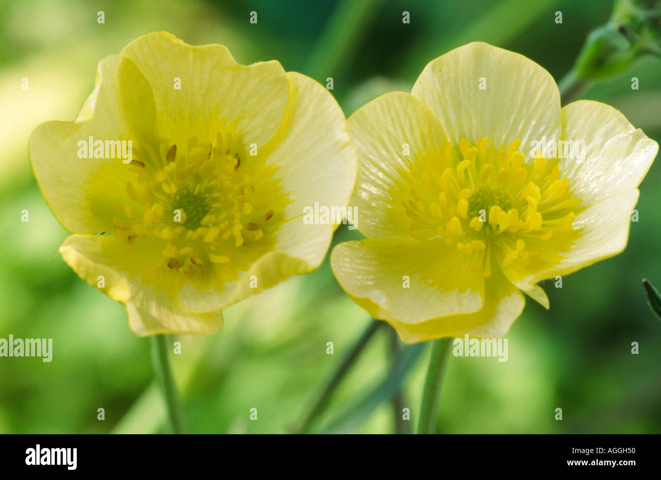 Ranunculus acris citrinus hi-res stock photography and images - Alamy