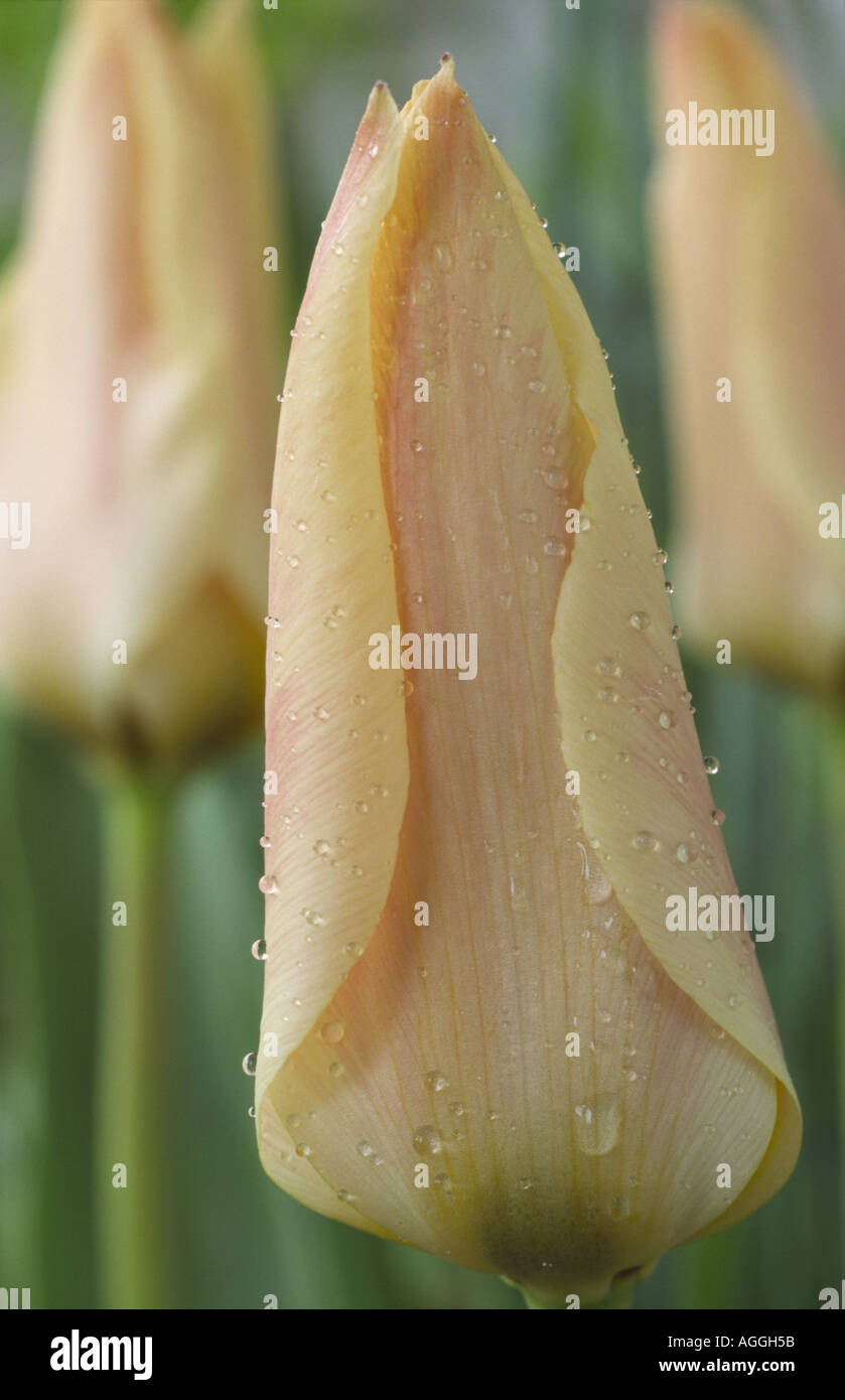 Fur elise tulip hi-res stock photography and images - Alamy
