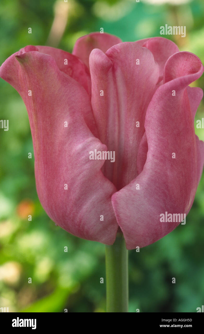 Tulipa 'Picture'. AGM Division 5 Five. Single late group Tulip Stock ...