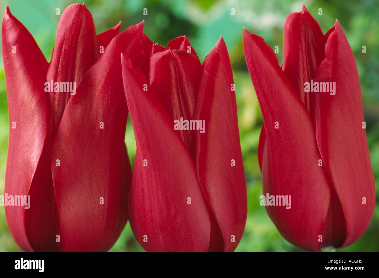 Tulipa 'Red Shine'. AGM Lily flowered group tulip Stock Photo - Alamy