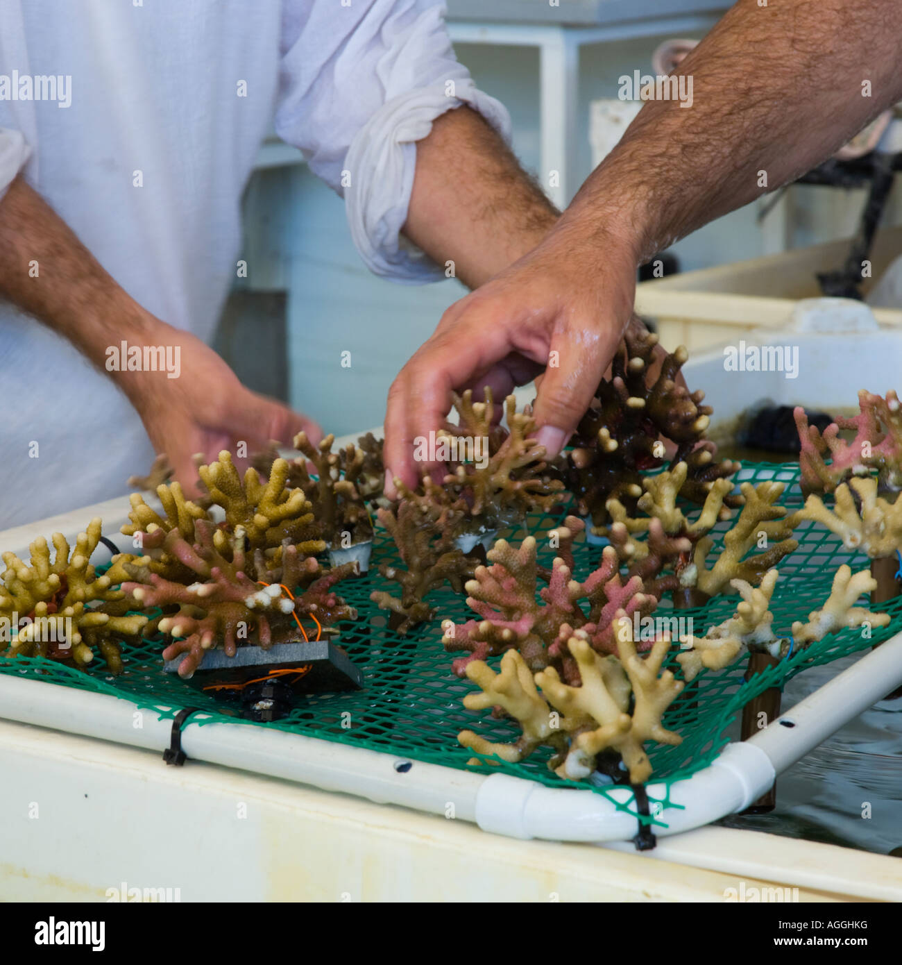 Israel Red Sea Eilat inter university institut scientists studying ...
