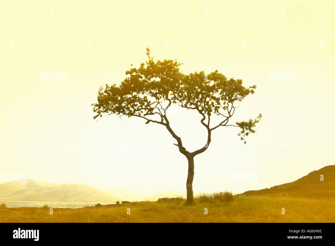 lonely tree, Isle of Skye, Scotland Stock Photo - Alamy