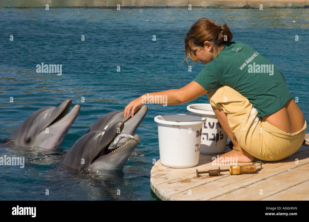 Israel Red Sea Eilat Dolphin Reef woman feeding the dolphins Stock ...