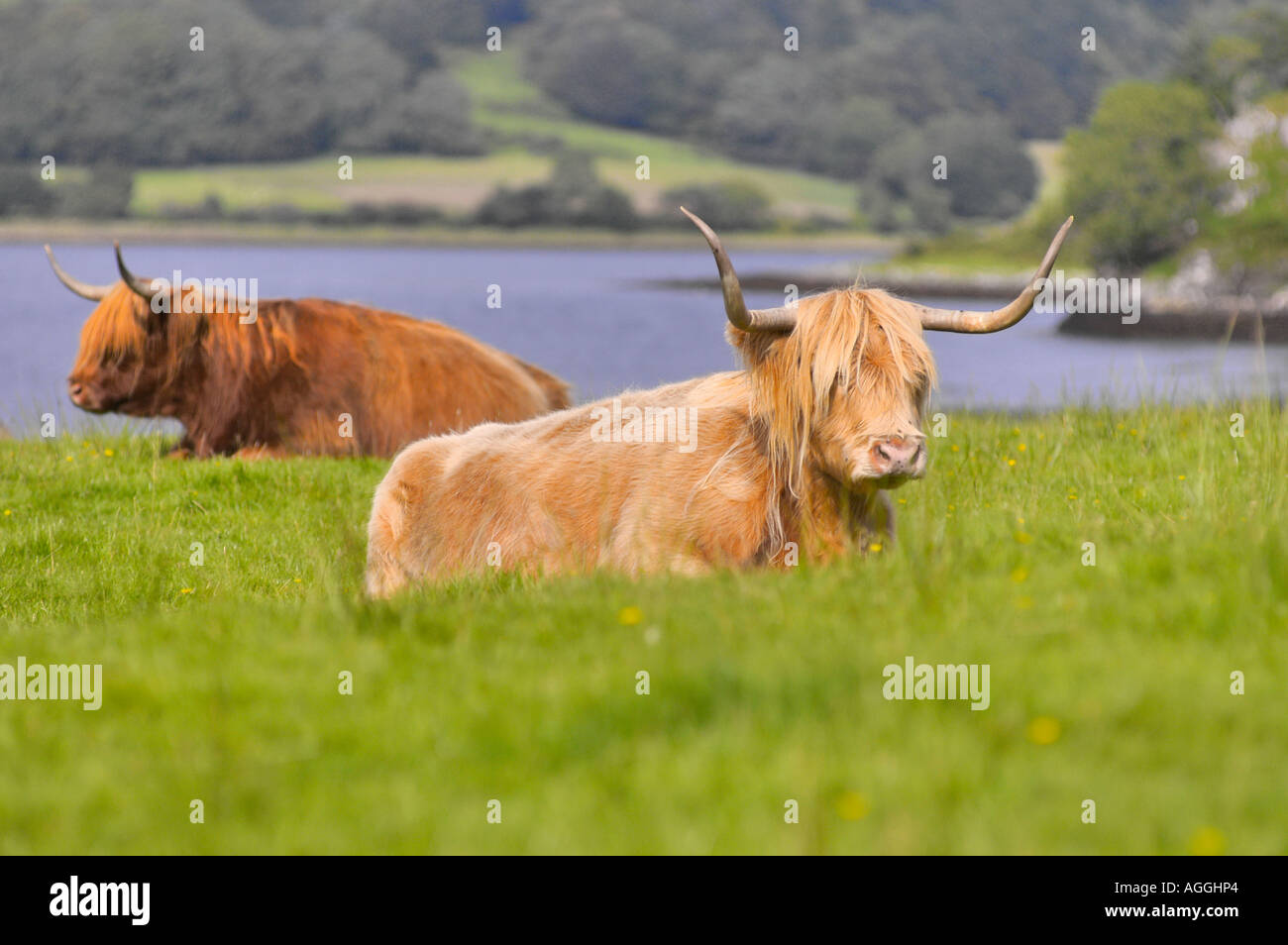 Highland bull, Scotland Stock Photo - Alamy
