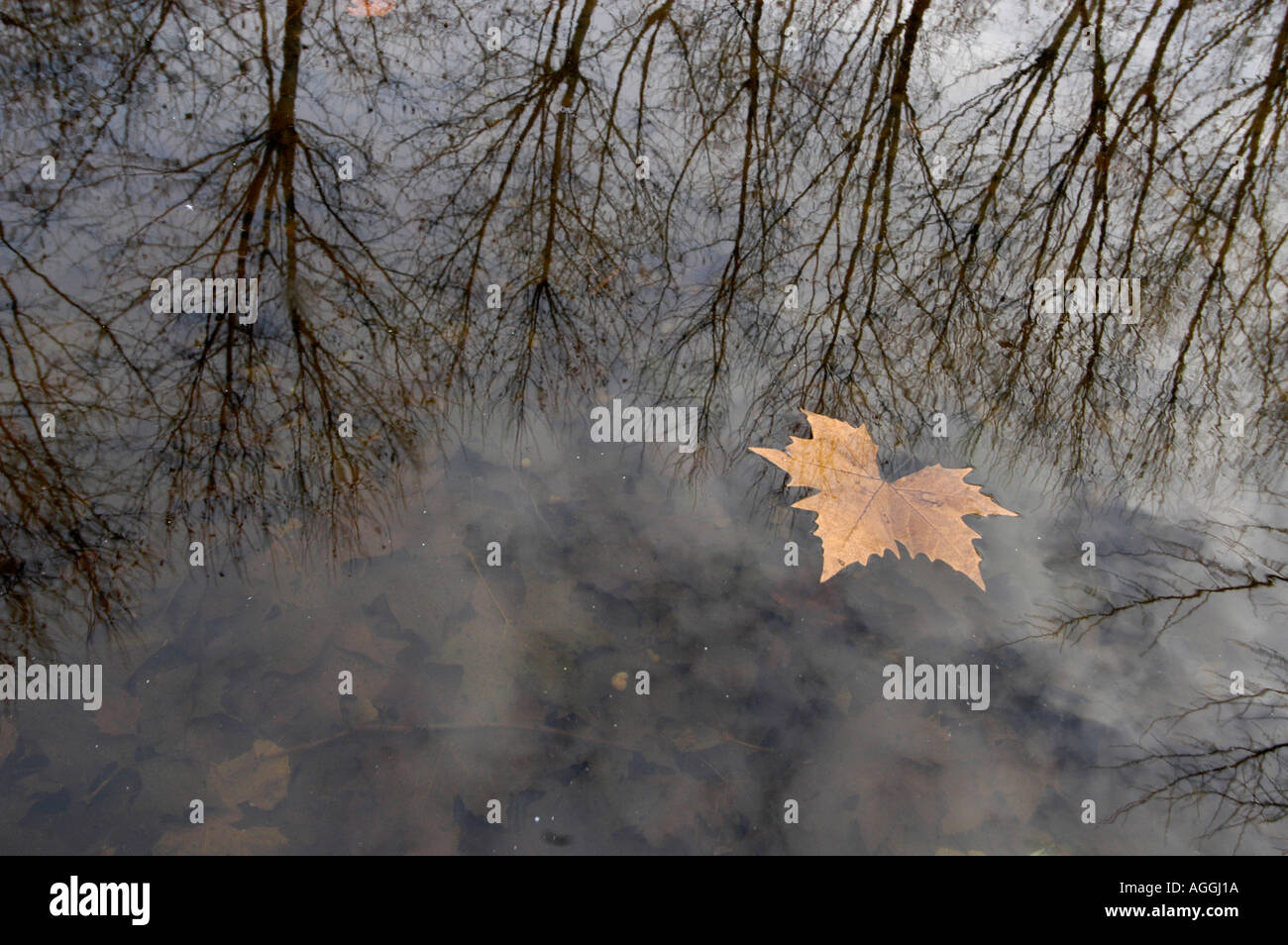 Fallen leaf floating on a the water with trees reflected Nano Calvo ...