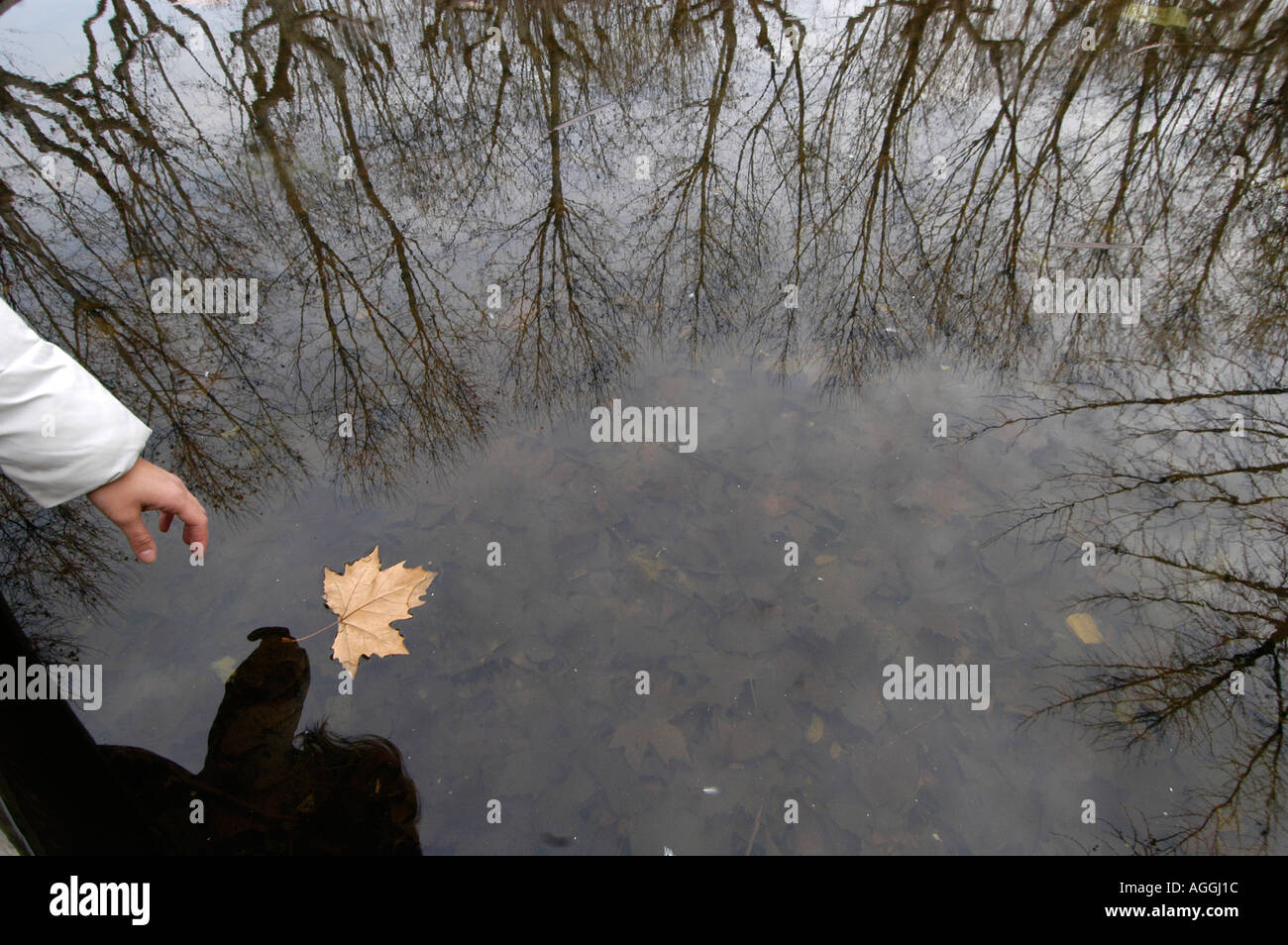 Hand reaching a fallen leaf floating on a the water with trees ...