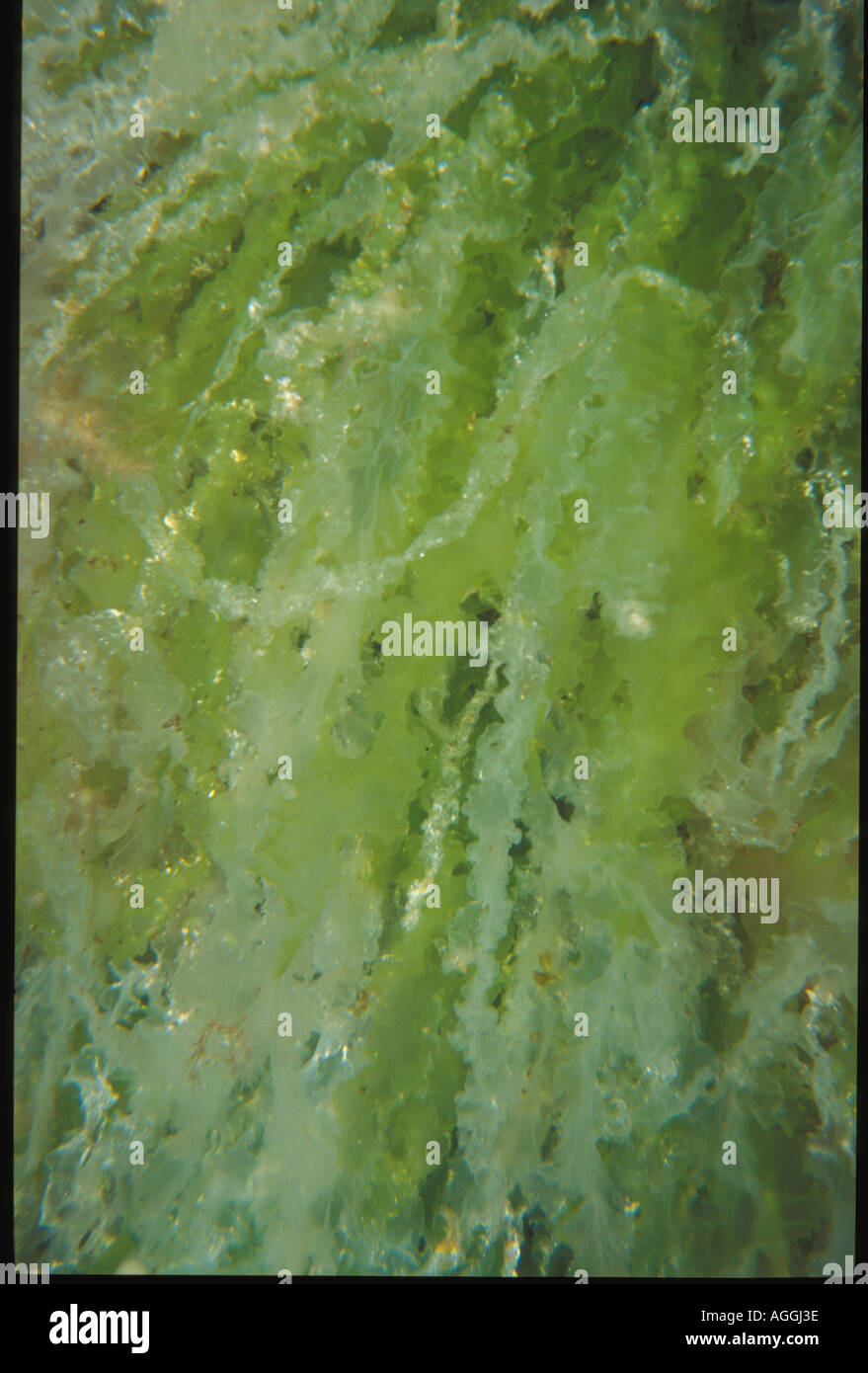 Enteromorpha intestinalis hi-res stock photography and images - Alamy