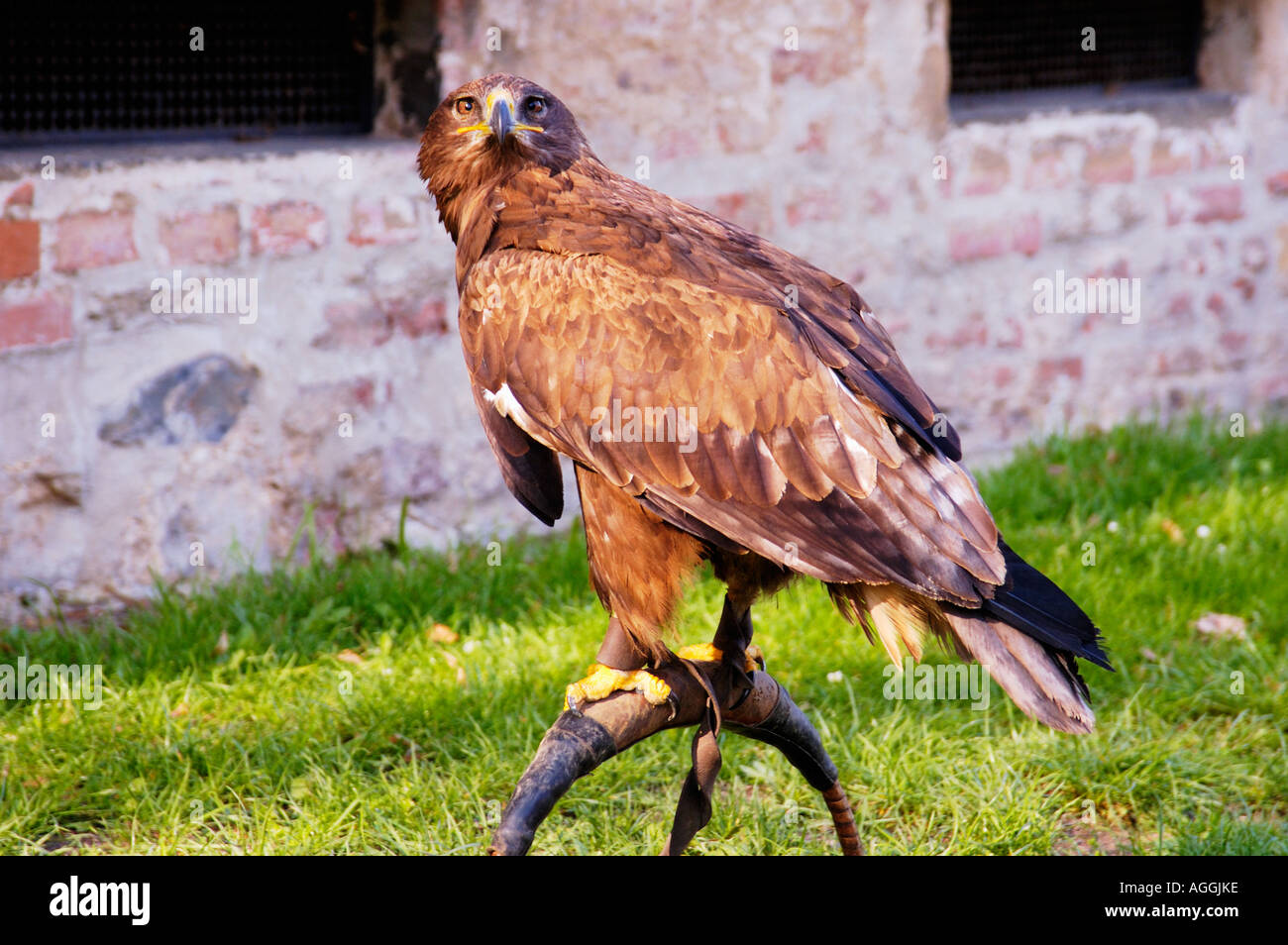 Tamed and how hi-res stock photography and images - Alamy