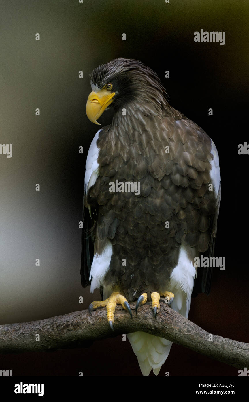 Old eagle hi-res stock photography and images - Alamy