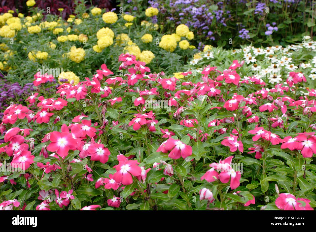 Field Of Flowers Stock Photo Alamy field-of-flowers-stock-photo-alamy