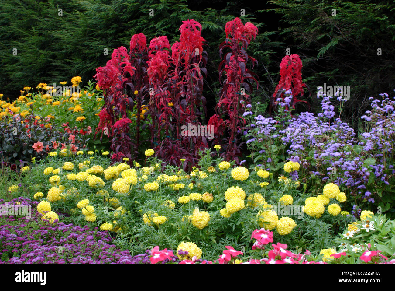 Field of flowers Stock Photo - Alamy