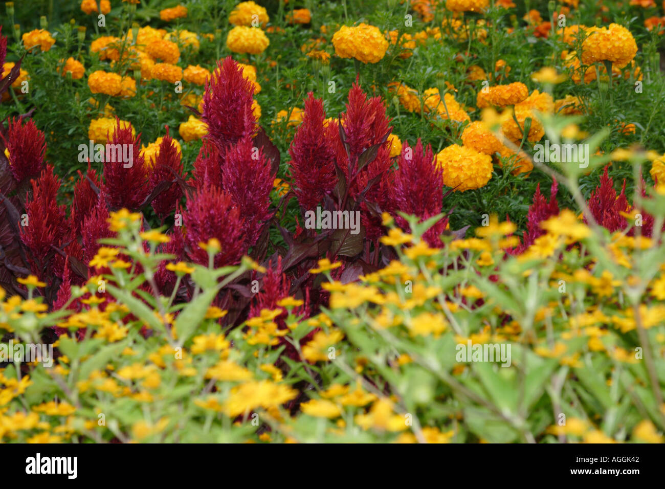 Group of flowers Stock Photo - Alamy