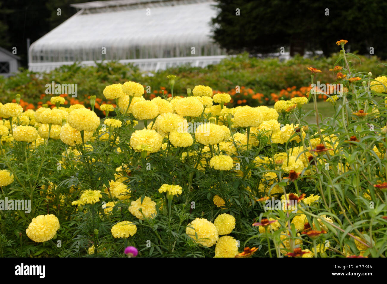 Field of flowers Stock Photo - Alamy