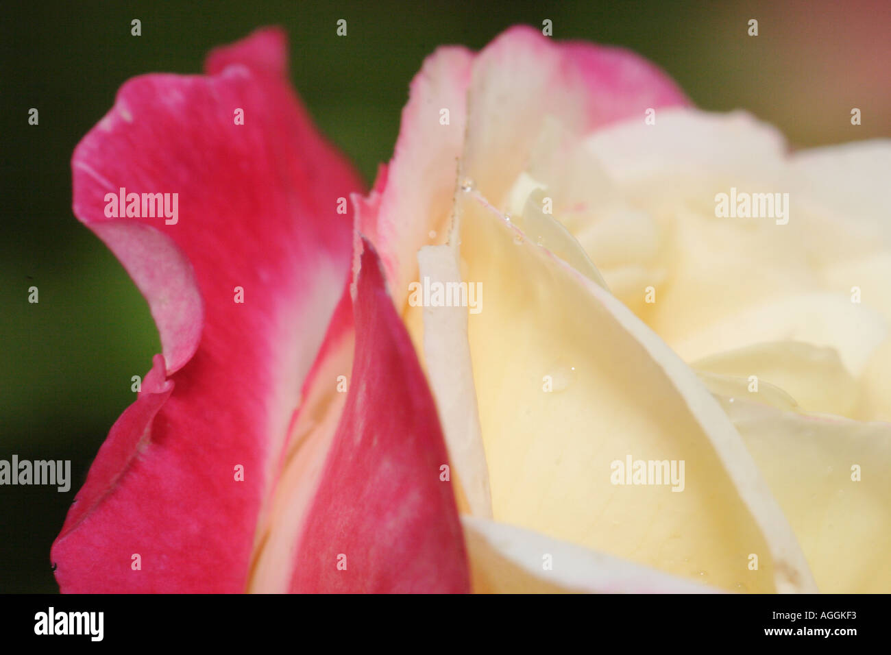 Double red rose hi-res stock photography and images - Alamy