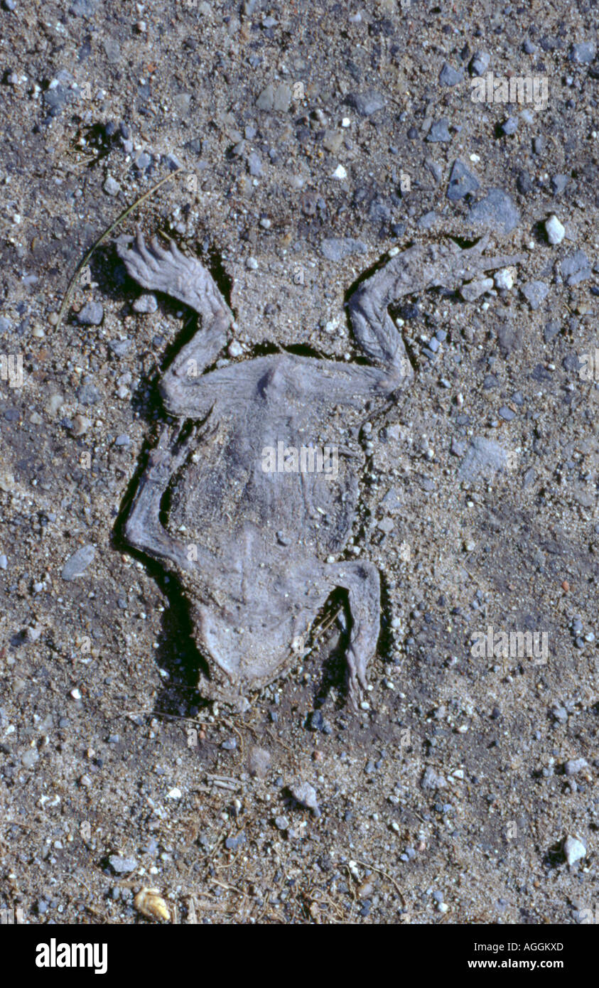 Toad of toad hall hi-res stock photography and images - Alamy