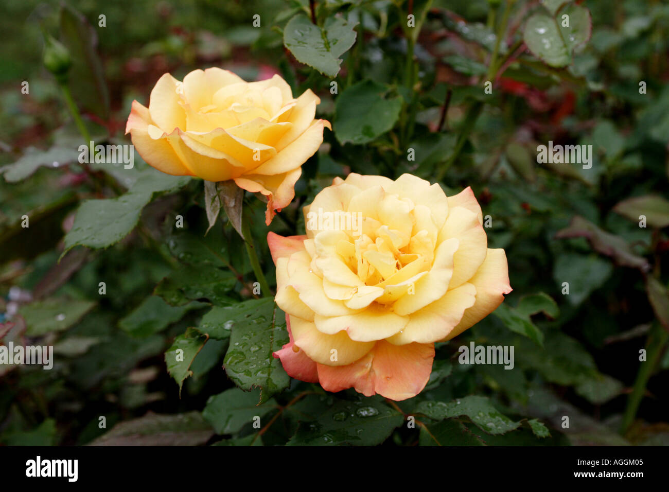Rio samba rose hi-res stock photography and images - Alamy
