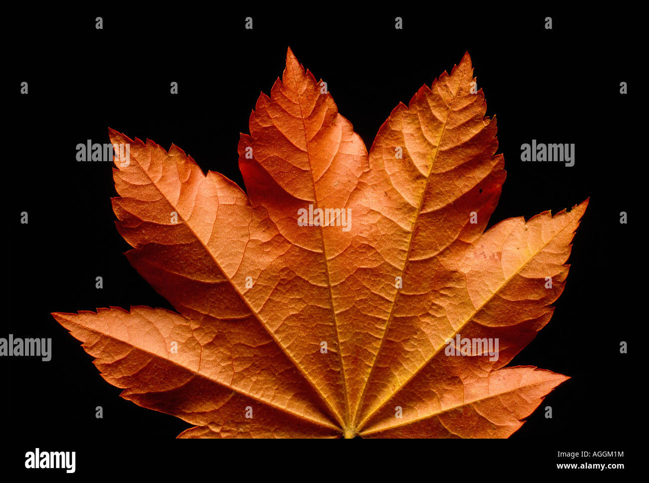 close up underside of autumn maple leaf Stock Photo - Alamy