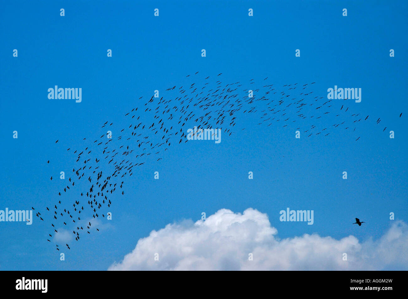 Glossy Ibis in Formation Stock Photo - Alamy